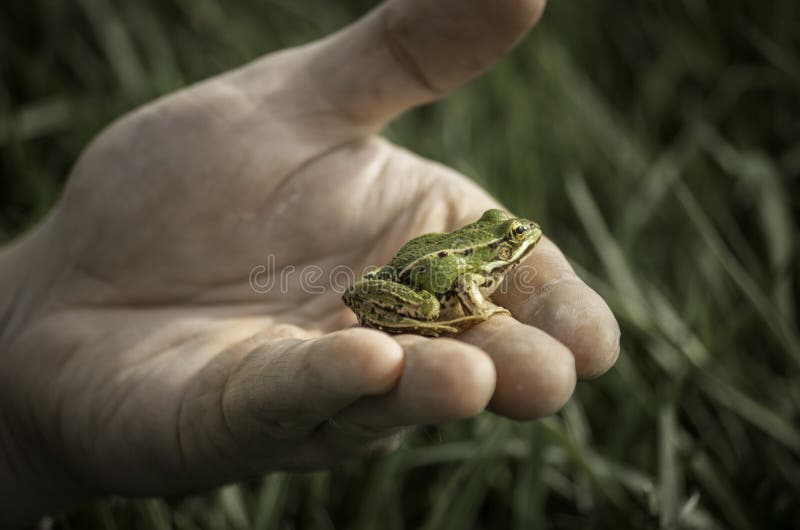 Green frog on the hand stock image. Image of hand, frog - 46709293