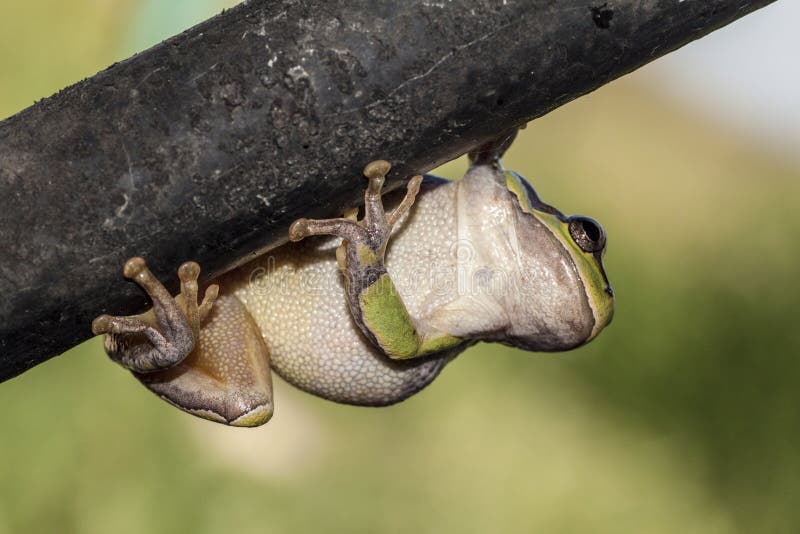 951 Frog Hanging Stock Photos - Free & Royalty-Free Stock Photos from ...