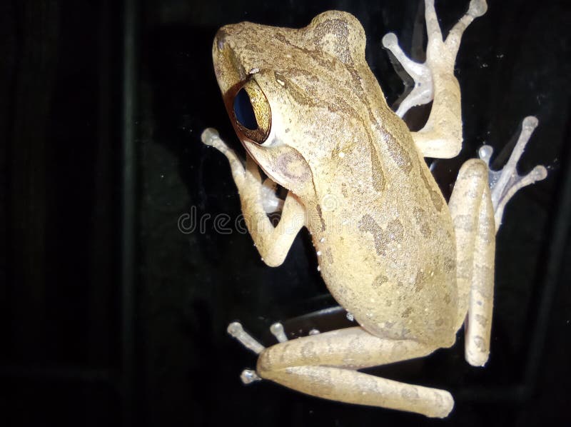 Green Frog in the Window stock image. Image of window - 200679865
