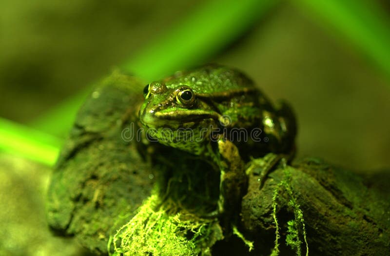 Green frog stock photo. Image of macro, rica, flying - 87493866