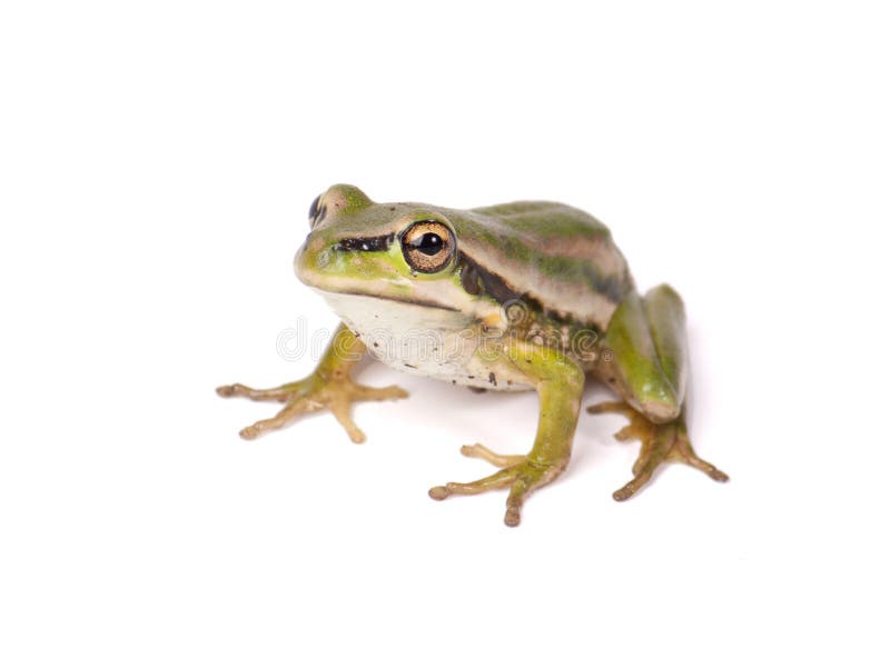 Green Frog stock photo. Image of amphibian, cinerea, background - 34762812