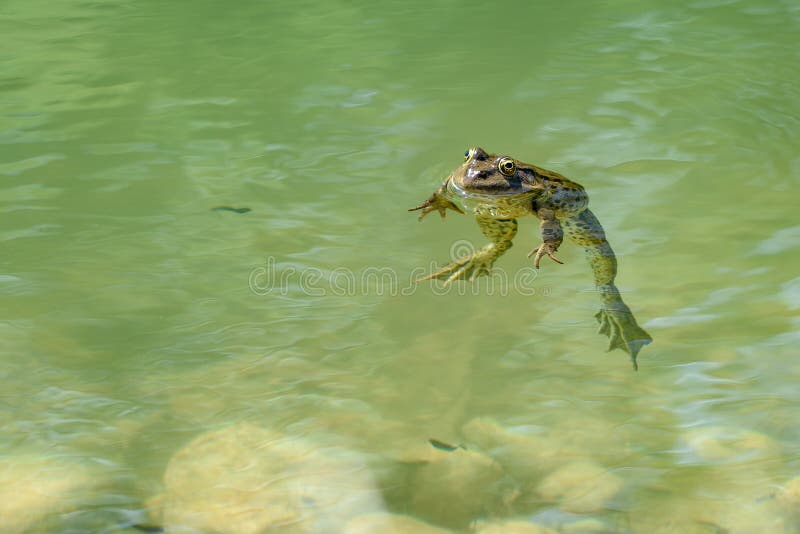 442 Webbed Feet Frog Stock Photos - Free & Royalty-Free Stock Photos ...
