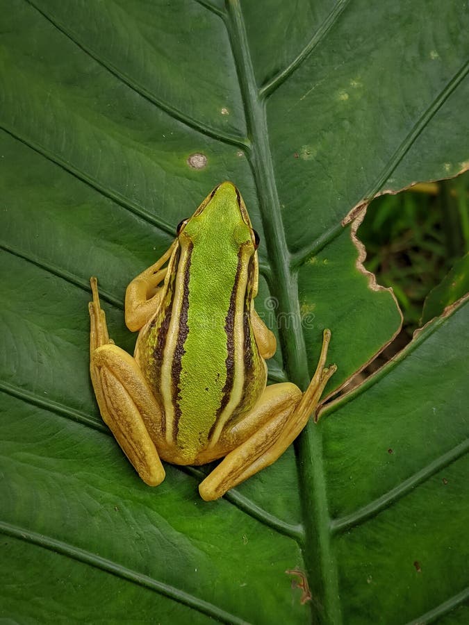 Green Frog on Leaf Very Beautiful Stock Image - Image of branch, food ...