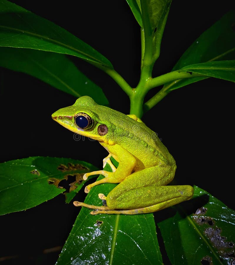Green Frog on the Leaves Amfibi Animal Stock Photo - Image of green ...