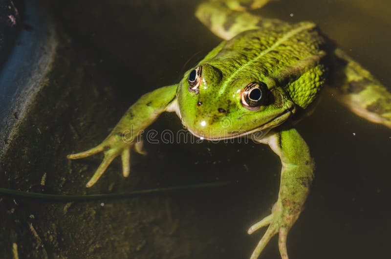 Green Frog Lies on Water/green Frog Lies on Water, Top View Stock Image ...