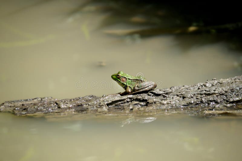 Green Frog on a Log stock photo. Image of male, water - 25407548