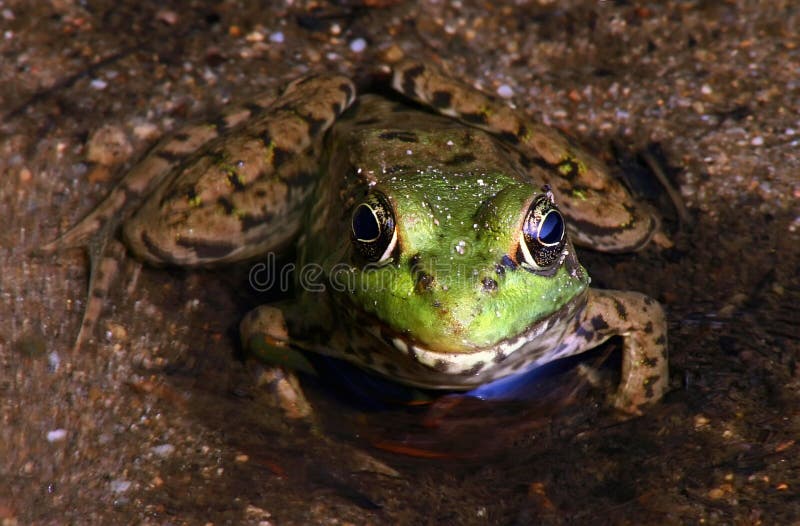 Green frog looking at us stock photo. Image of aquatic - 263134