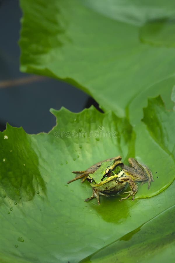 Green Frog On Lotus Leaf, Closeup Stock Image - Image of charming ...
