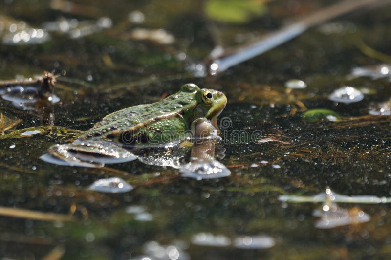 Green Frog Mating in the Wetlands. Spring and Reproduction of ...