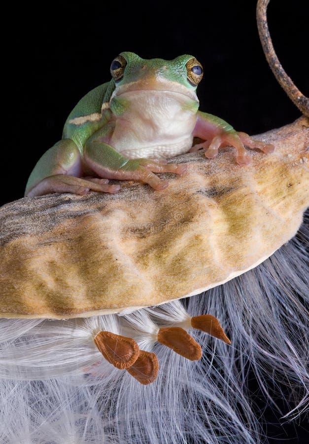 Frog on milkweed pods stock image. Image of webfoot, animal - 27300465