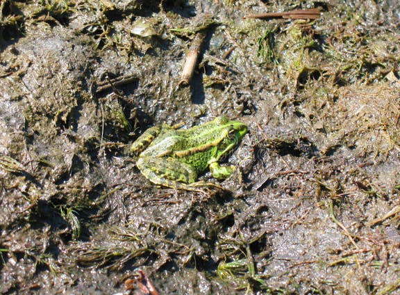 Green Frog in Muddy Marsh Habitat Stock Image - Image of skin, texture ...