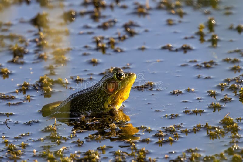 Green Frog .Natural Scene from Wisconsin State Conservation Area. Stock ...