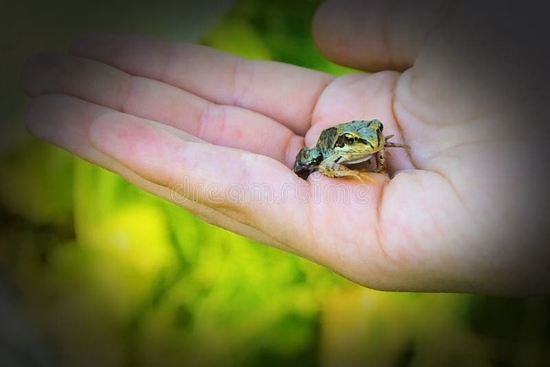 Green Frog on the Palm of Your Hand Stock Image - Image of animal, open ...
