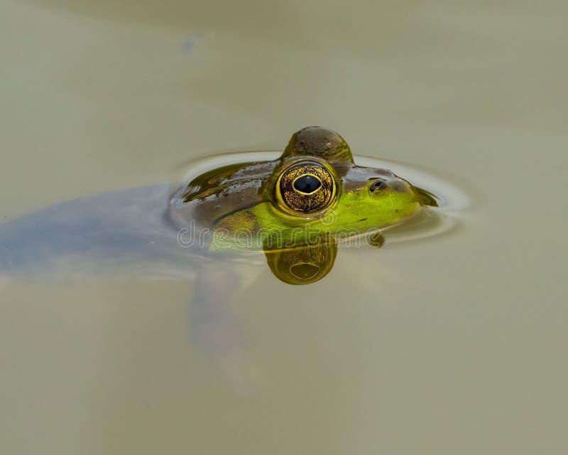 Green Frog Peeking from the Lake Water Stock Image - Image of lake ...