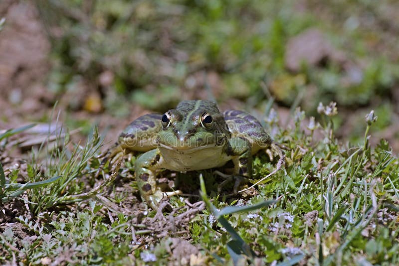Sahara Frog Pelophylax Saharicus Stock Image - Image of macro, creature ...