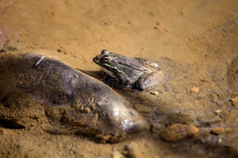 Sahara Frog Pelophylax Saharicus Stock Image - Image of macro, creature ...