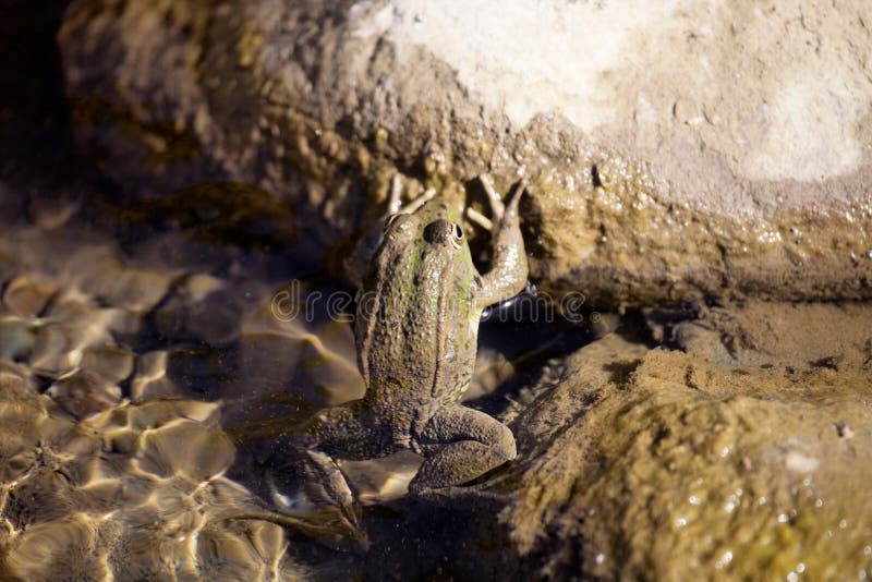 Saharan water frog stock photo. Image of timpan, desert - 25659742