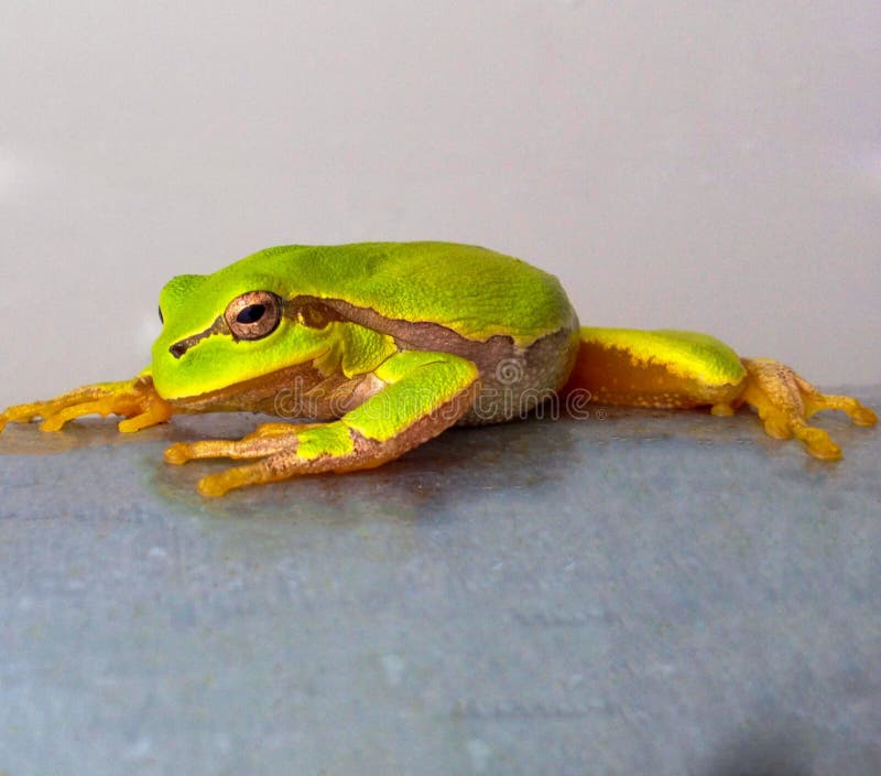 Green frog stock photo. Image of charming, animal, frog - 67791924