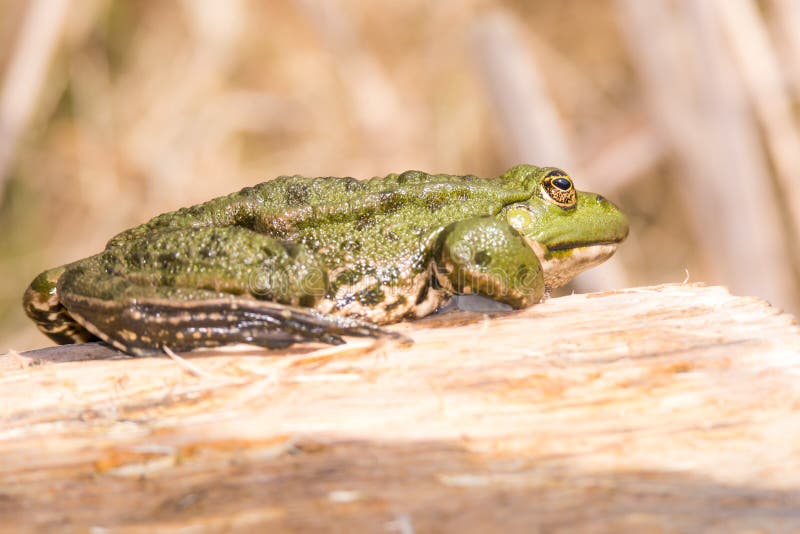 Green Frog on a Piece of Wood Stock Photo - Image of toad, animal: 56843554