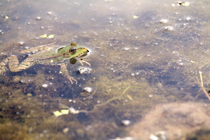Green Frog Poking Its Head Out of the Water. Stock Image - Image of ...