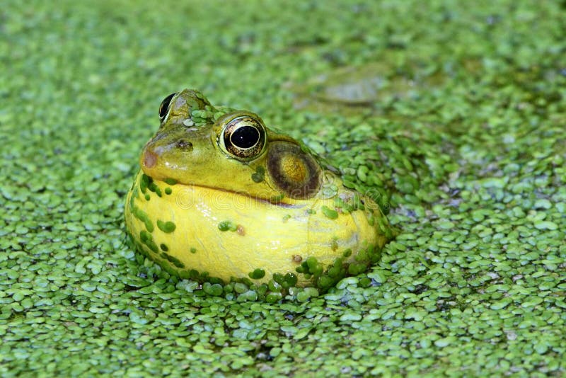 Green Frog in a Pond stock image. Image of nature, herp - 14747425