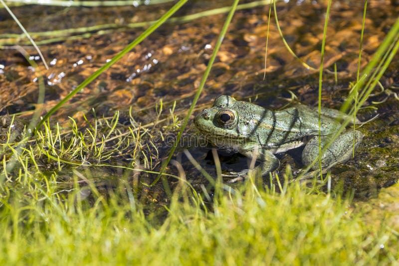 Green Frog in a Pond stock photo. Image of wildlife - 201005282