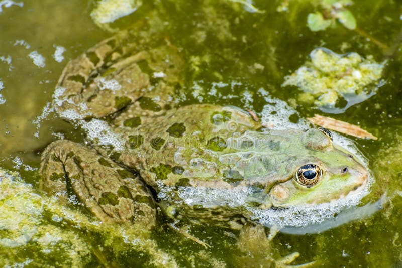 Green Frog Swimming in the Water Stock Photo - Image of nature, water ...