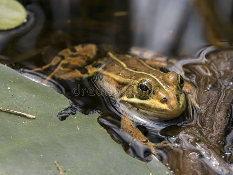 Green Pond Frog on Water Lily Leaf Reflection Stock Image - Image of ...
