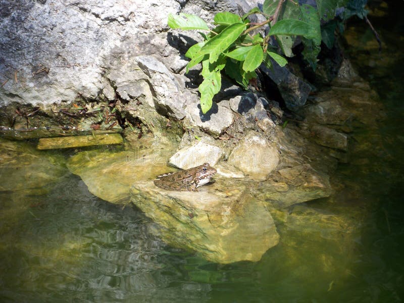 Green Frog Sitting in Pound Stock Photo - Image of woodland, rock ...