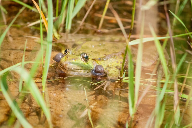 Green Frog with Puffy Cheeks in the Pond. Stock Image - Image of color ...