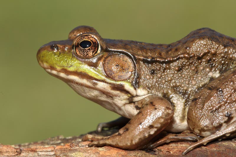 Green Frog Rana clamitans stock photo. Image of wild - 89552984