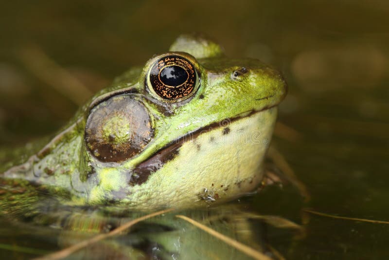 Green Frog & X28;Rana Clamitans& X29; Stock Image - Image of clamitans ...