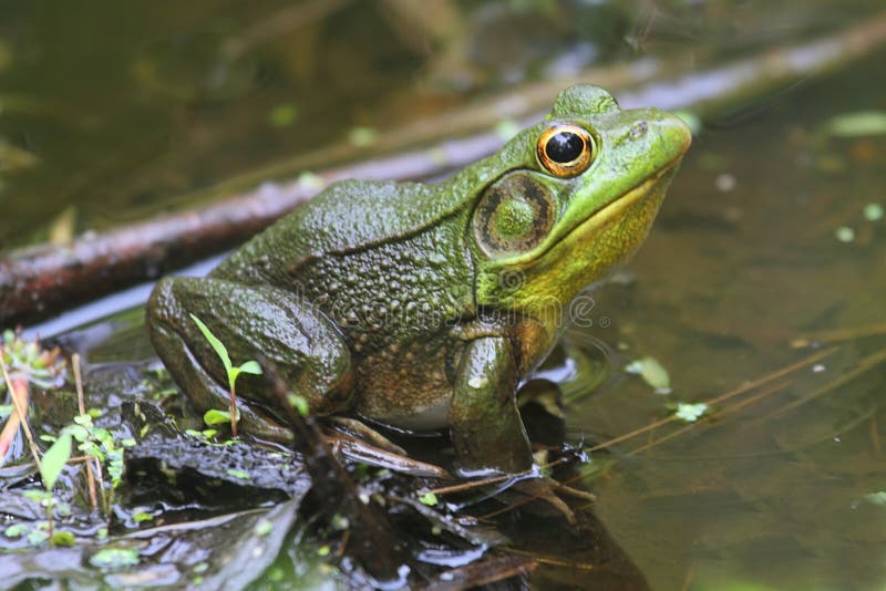 Green Frog (Rana Clamitans) in a Pond Stock Image - Image of water ...