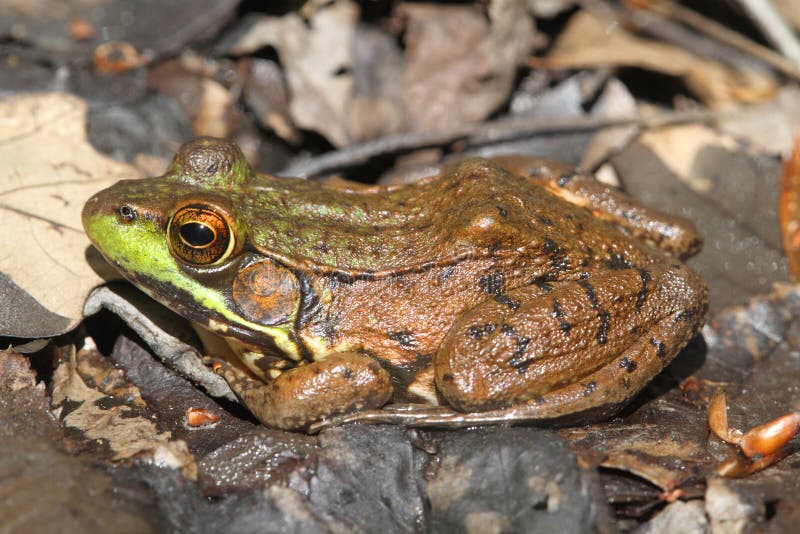 Green Frog (Rana Clamitans) in a Pond Stock Photo - Image of clamitans ...