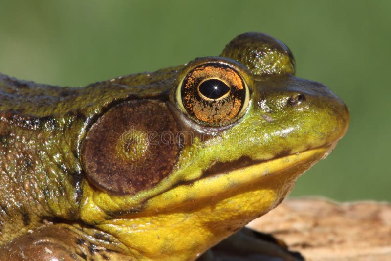Green Frog (Rana Clamitans) Stock Photo - Image of frog, water: 69630102