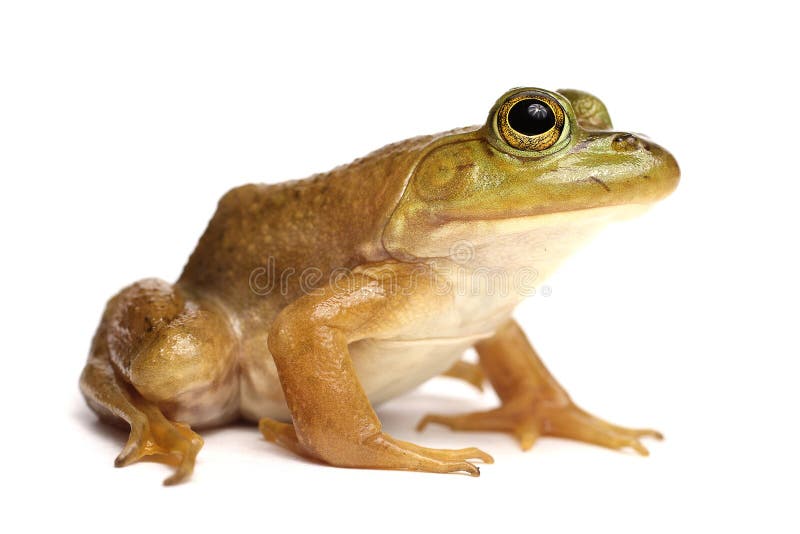 Green Frog (Rana Clamitans) Stock Image - Image of biology, ecology ...