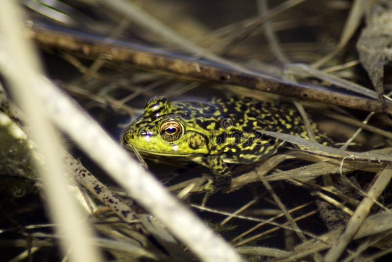 Green Frog and Reeds stock image. Image of pond, black - 91248739