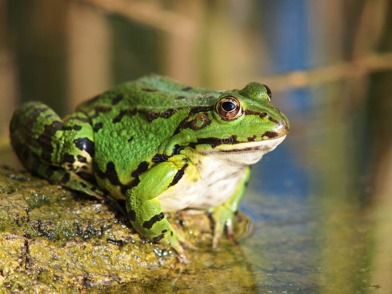 Green frog stock photo. Image of lake, single, edible - 32215270