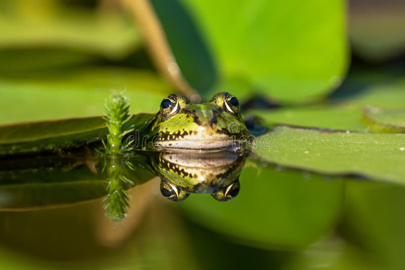 Green Frog with Reflections Stock Photo - Image of plant, mares: 118163154