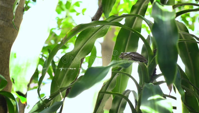 Green Frog Rest at Plant in Garden Stock Photo - Image of jump, leaf ...