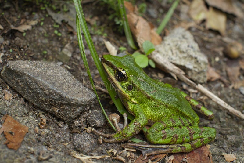 A Green Frog Resting Near the Rock Stock Image - Image of frog ...