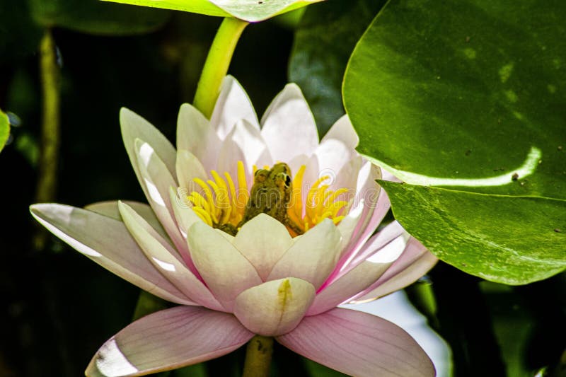 Green Frog Resting on a Pink Lotus Flower Stock Image - Image of pond ...