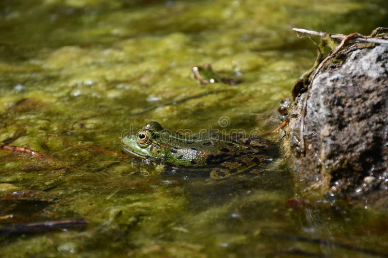 Green Frog Resting in Shallow Algae-covered Water Stock Photo - Image ...