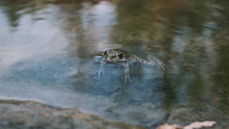 Frog Jumps into Pond stock footage. Video of ecosystem - 336654892
