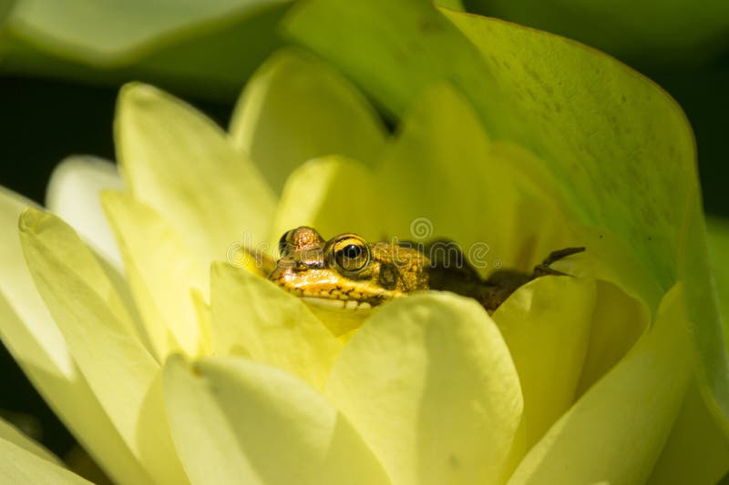 Green Frog in Yellow Lotus Flower Stock Photo - Image of colors ...