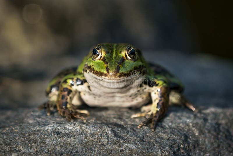 117 Frog Eye View Angle Stock Photos - Free & Royalty-Free Stock Photos ...