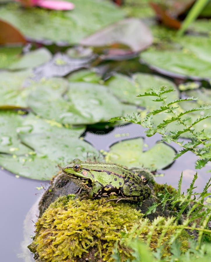 A green frog on a rock stock image. Image of common, animal - 95471233
