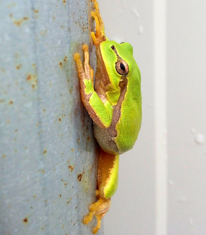 Green frog stock image. Image of look, animal, fairy - 63052403