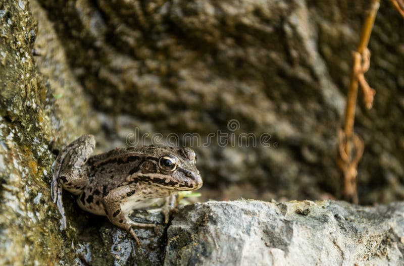 Green Frog on the Sandy Shore of the Lake Stock Image - Image of ...