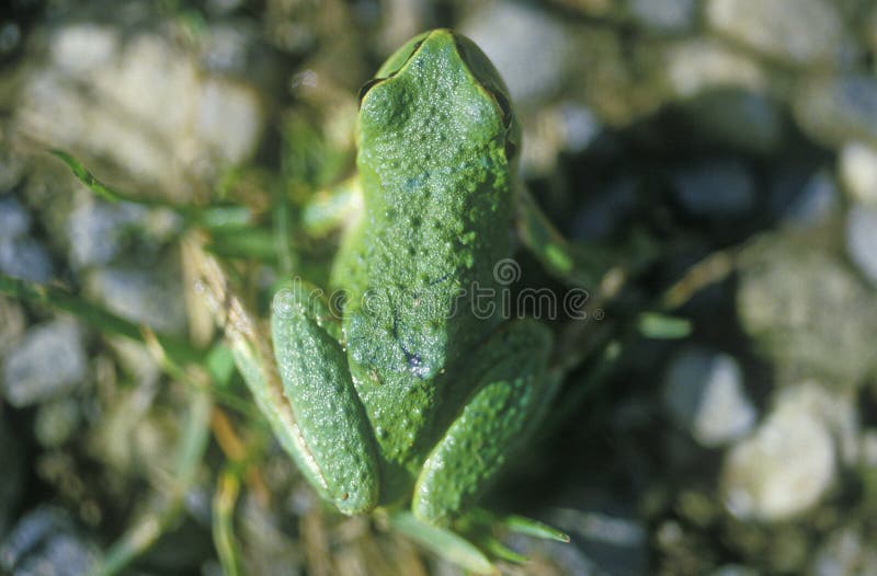 Green frog from above stock image. Image of nature, green - 74824789